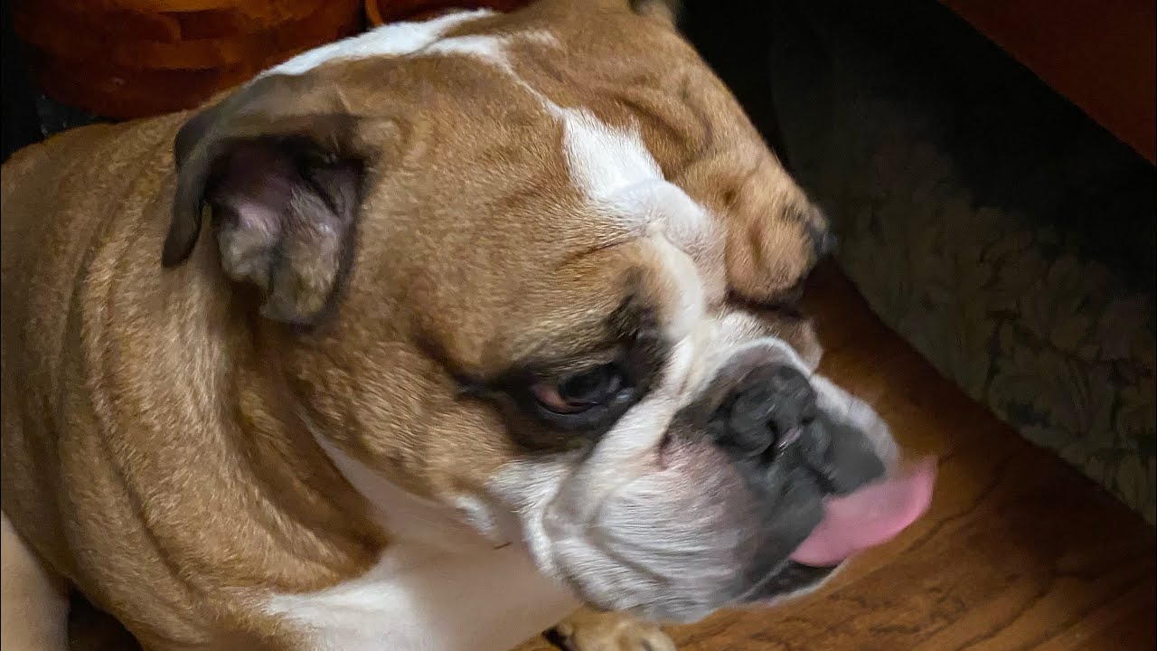 Pig make noise - YouTube