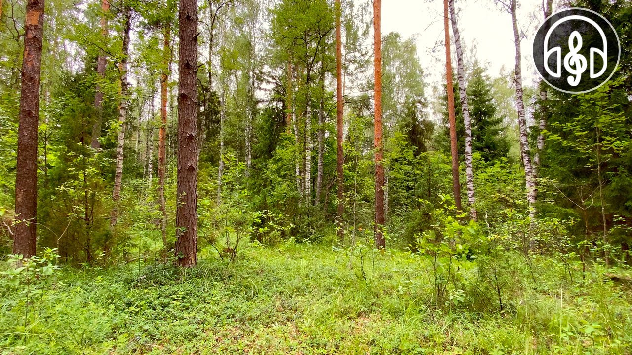 Relaxing July forest before the rain. Birdsong 10 hours. - YouTube