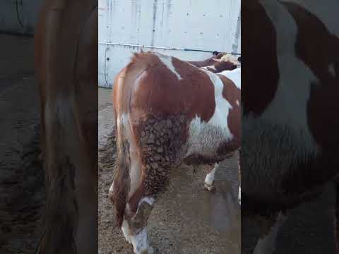 KURBANLIKLAR HAYIRLI OLSUN/YENİ KURBANLIKLARIMIZ