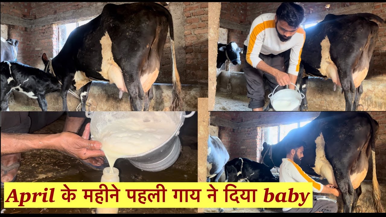 April के महीने पहली गाय ने दिया baby || The first cow gave birth to a ...