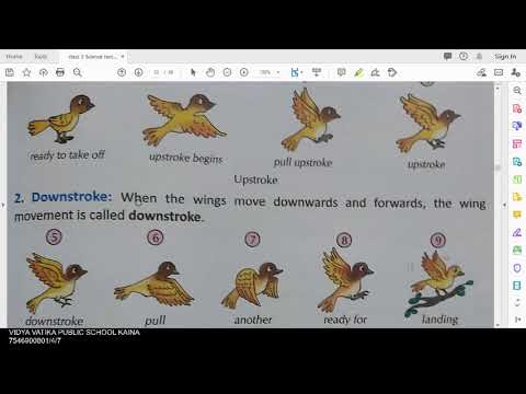 Class 3 science chapter 7 Birds part 1 - YouTube