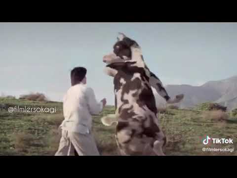 Film - Kung pow