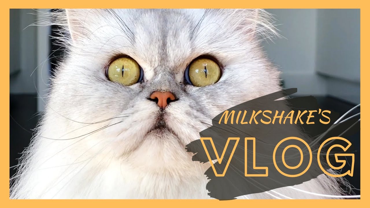 A Shocked Shake | Milkshake The Cat Vlog #14 - YouTube
