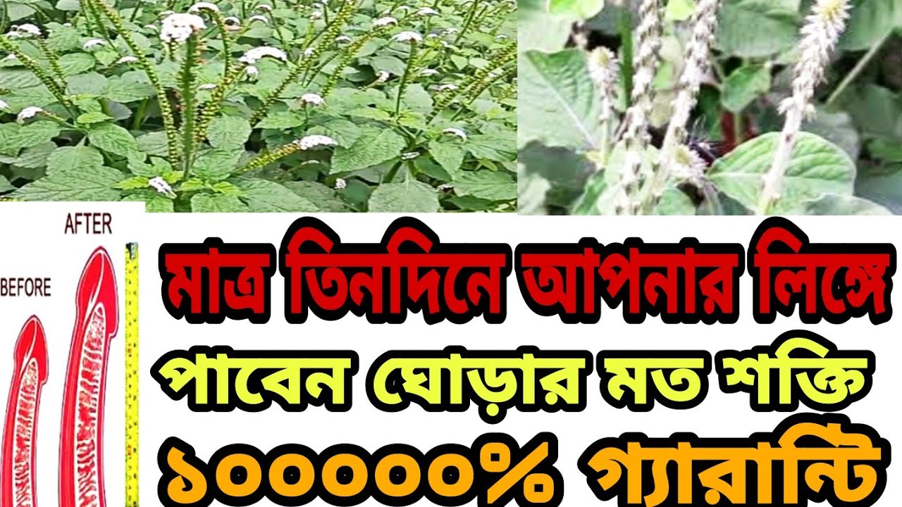 কি_খেলে_লিঙ্গ_মোটা_ও_শক্ত_হয়। হাতির_সুর_গাছ।apang gacher upokarita ...