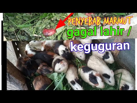 PENYEBAB marmut hamil keguguran , jangan lakukan ini pada marmut hamil ...
