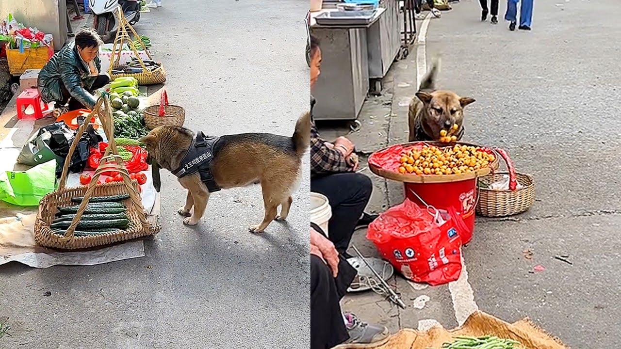 The highly intelligent dog went to the vegetable market to buy various ...