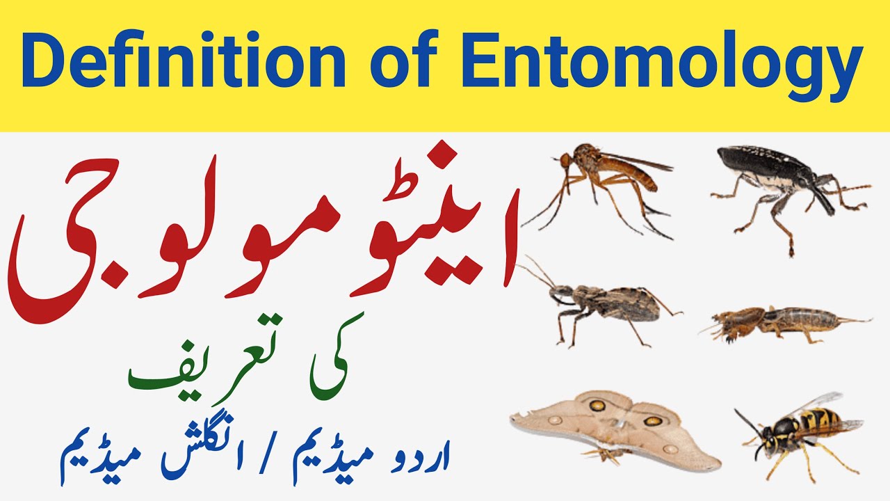 Definition of Entomology - What is Entomology - Define Entomology - YouTube