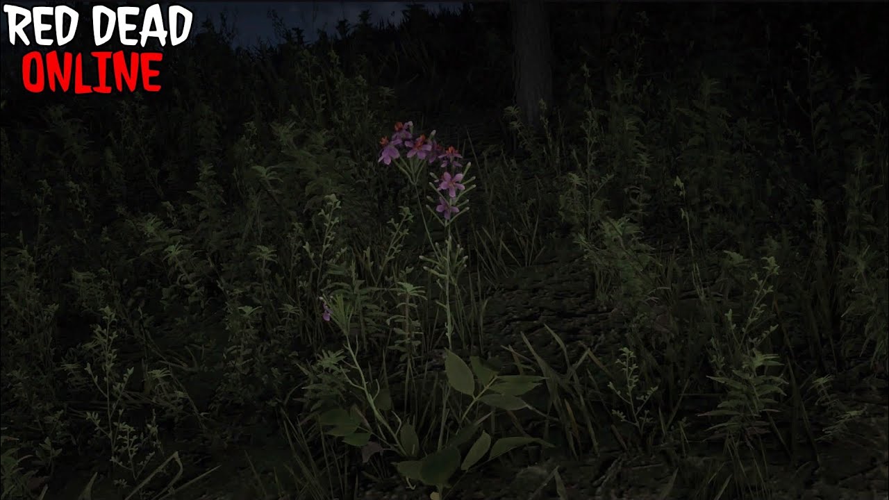 RED DEAD ONLINE - EMPLACEMENT DE 5 HARRIETUM OFFICINALIS - YouTube