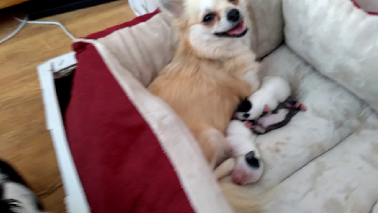 Roxy's Chihuahua puppies - YouTube