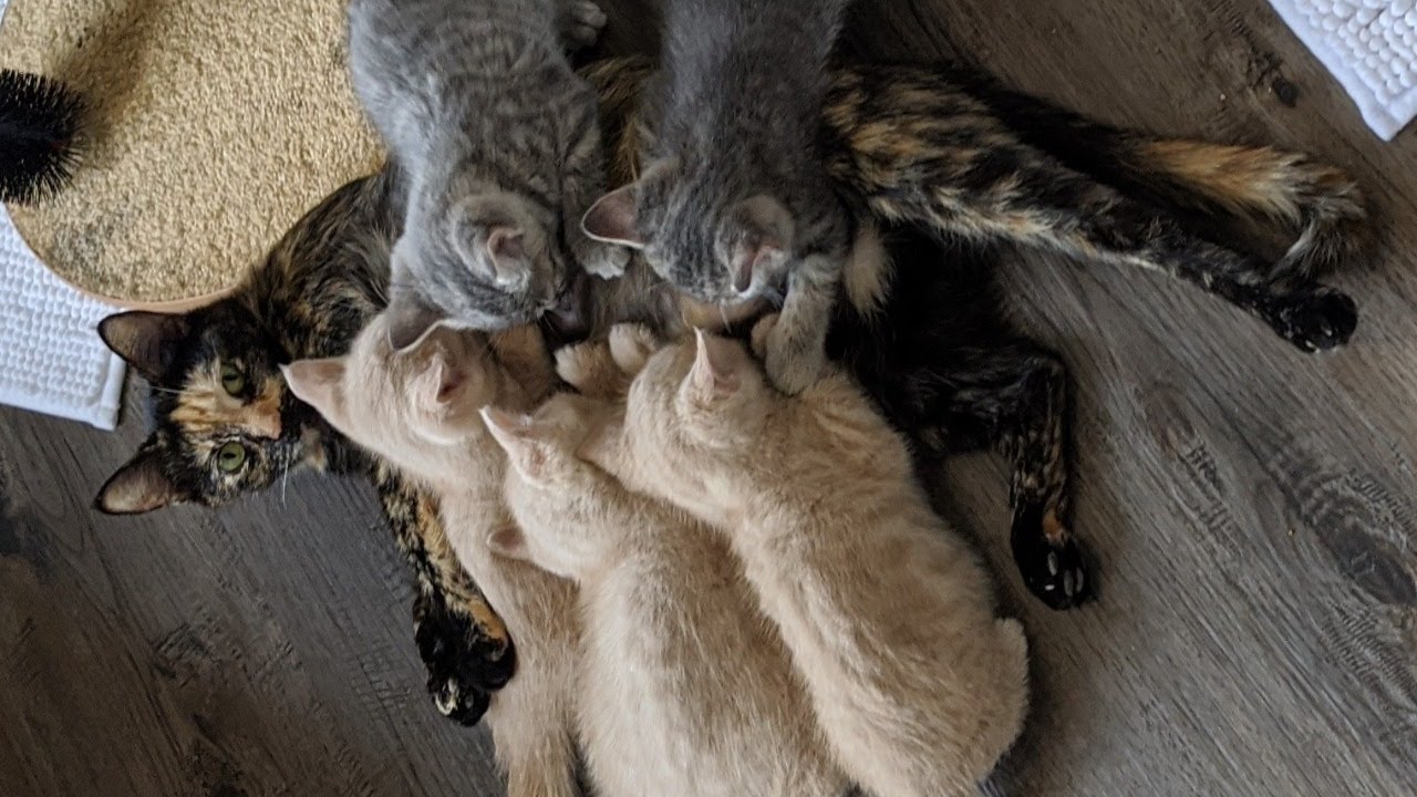 BabyCat Livestream - 6 Week Old Kittens - YouTube