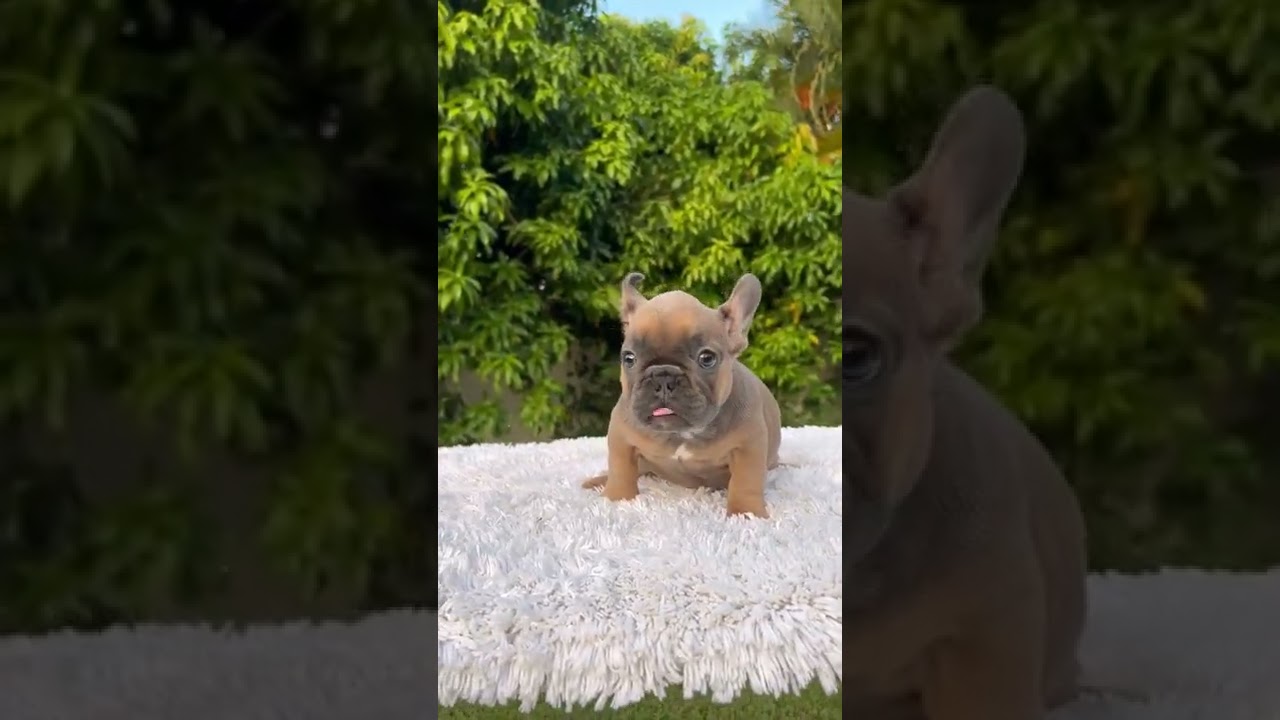 Sable fawn Frenchie girl - YouTube