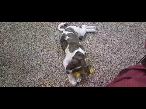 Speedo 2, is Today My Day rescue - YouTube