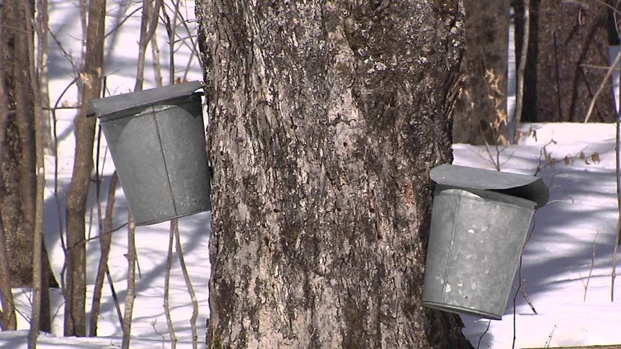 Old School Maple Syrup Making - YouTube