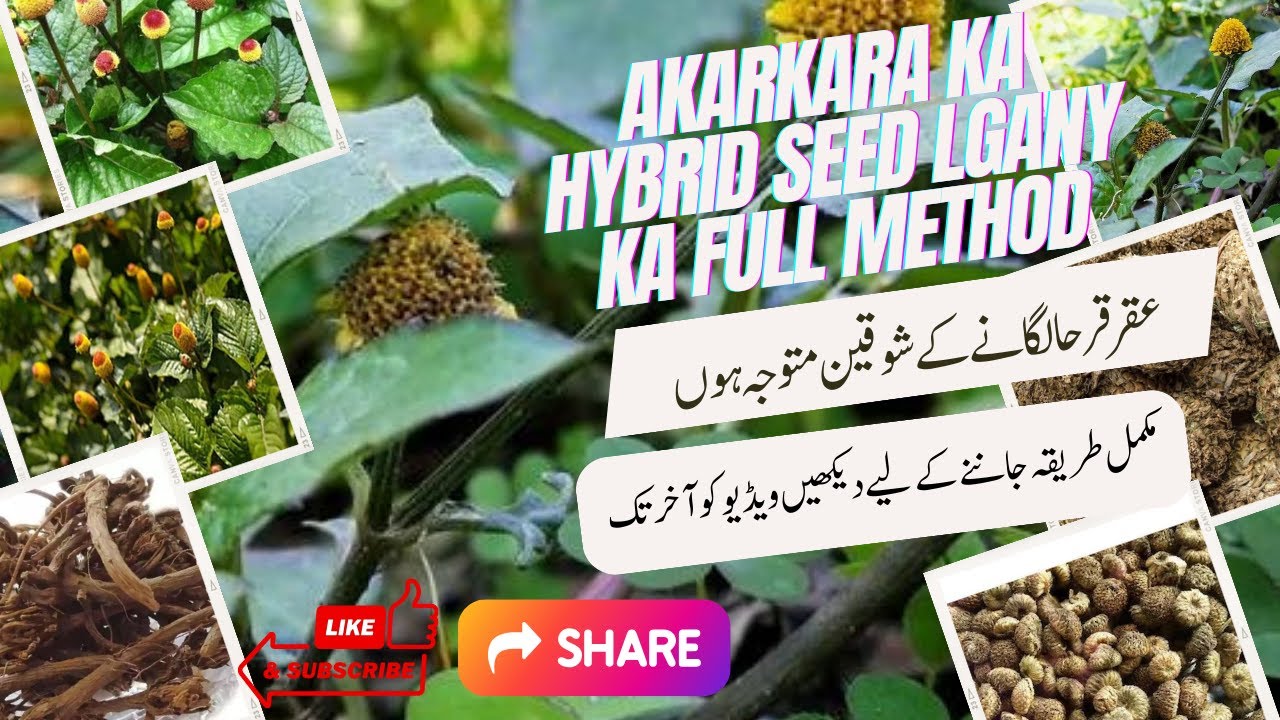 عقرقرحا کی پنیری لگانے کا مکمل طریقہ| عقرقرحا لگانے کے شوقین متوجہ ہوں ...