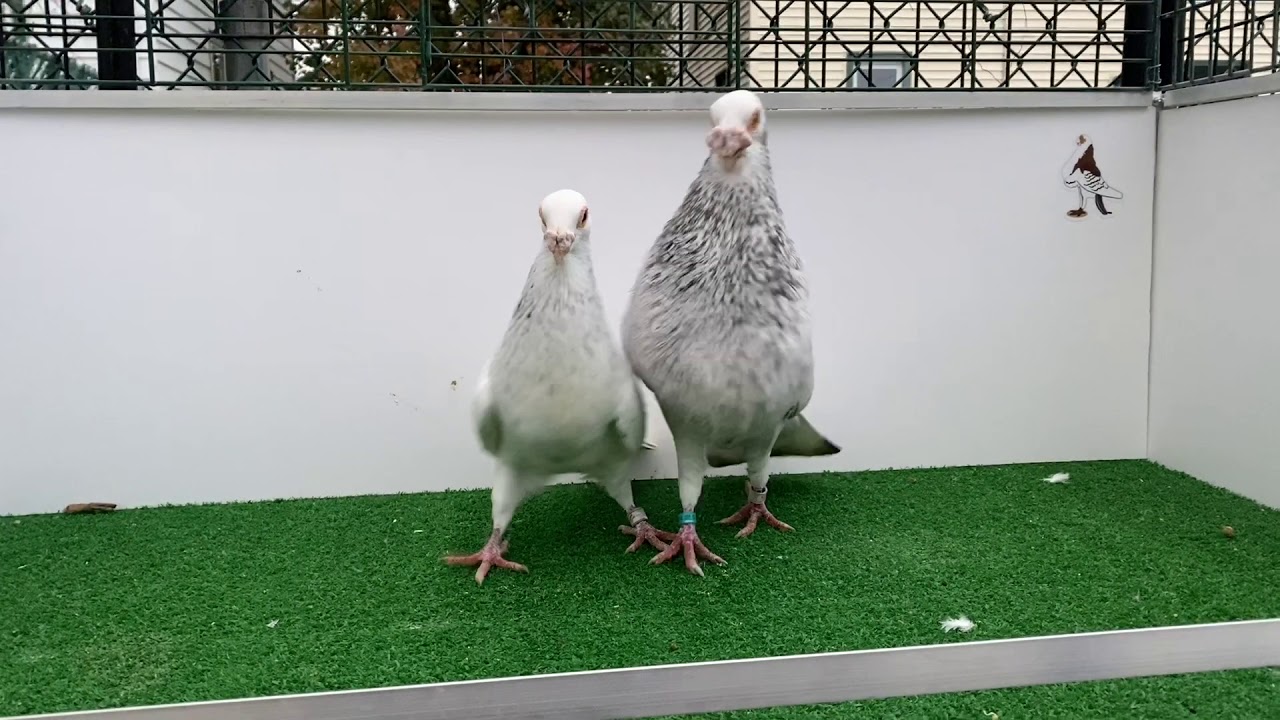 AMOR ETERNO SARAYMA Buchón Granadino Pouter Pigeon Paloma Boulant ...