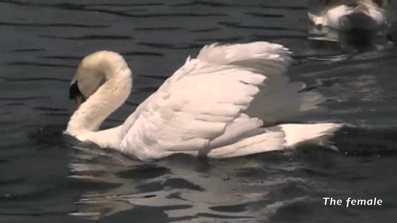 Two swans mating - YouTube