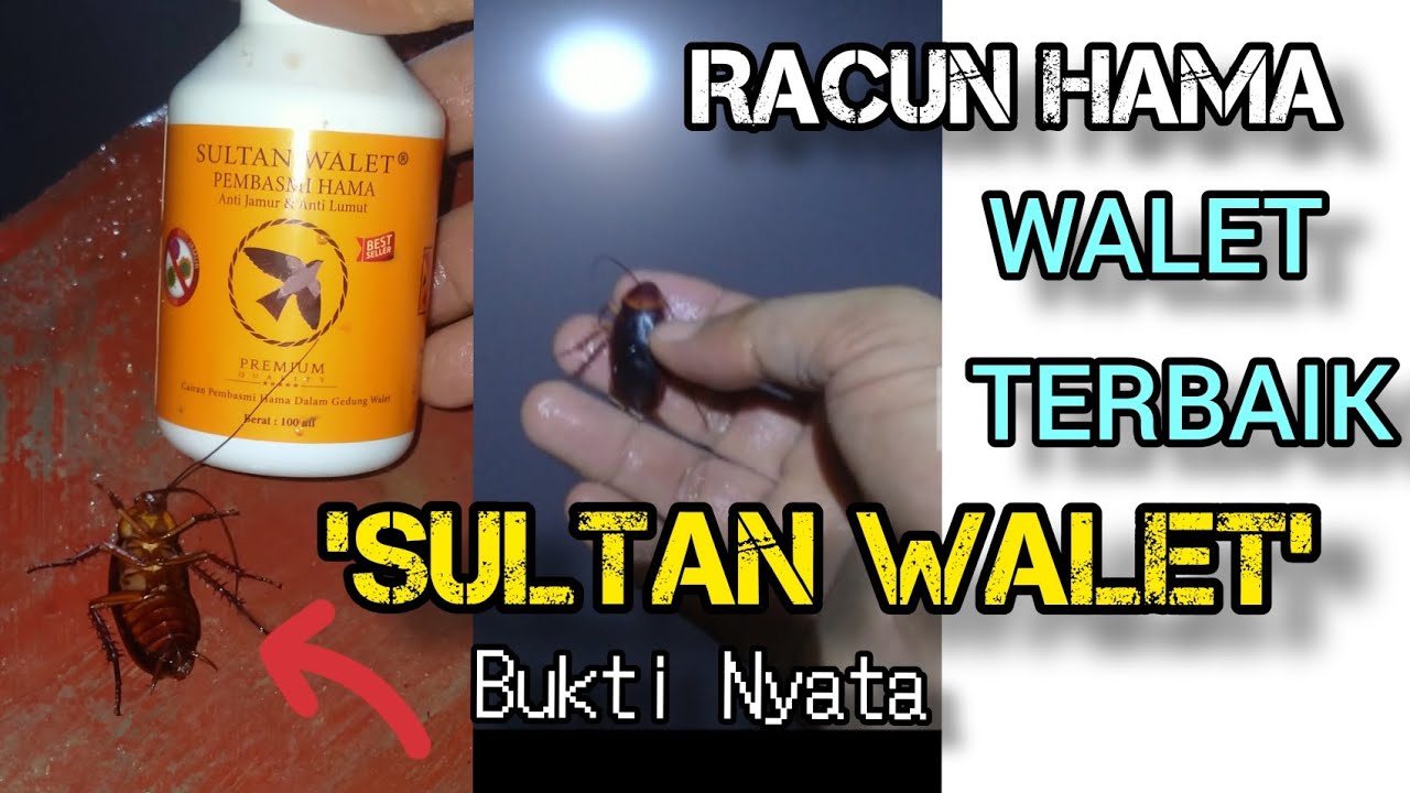 RACUN HAMA WALET TERBAIK - YouTube