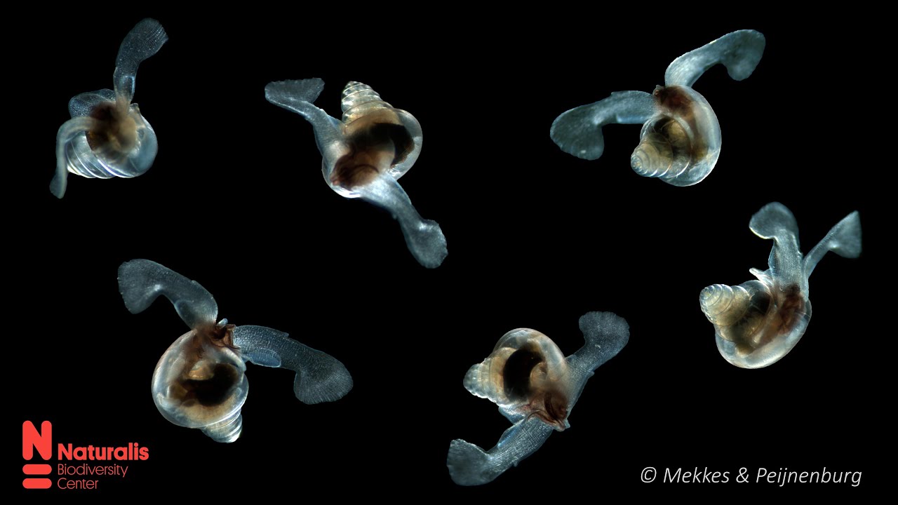 The effects of ocean acidification on shell growth of sea butterflies ...