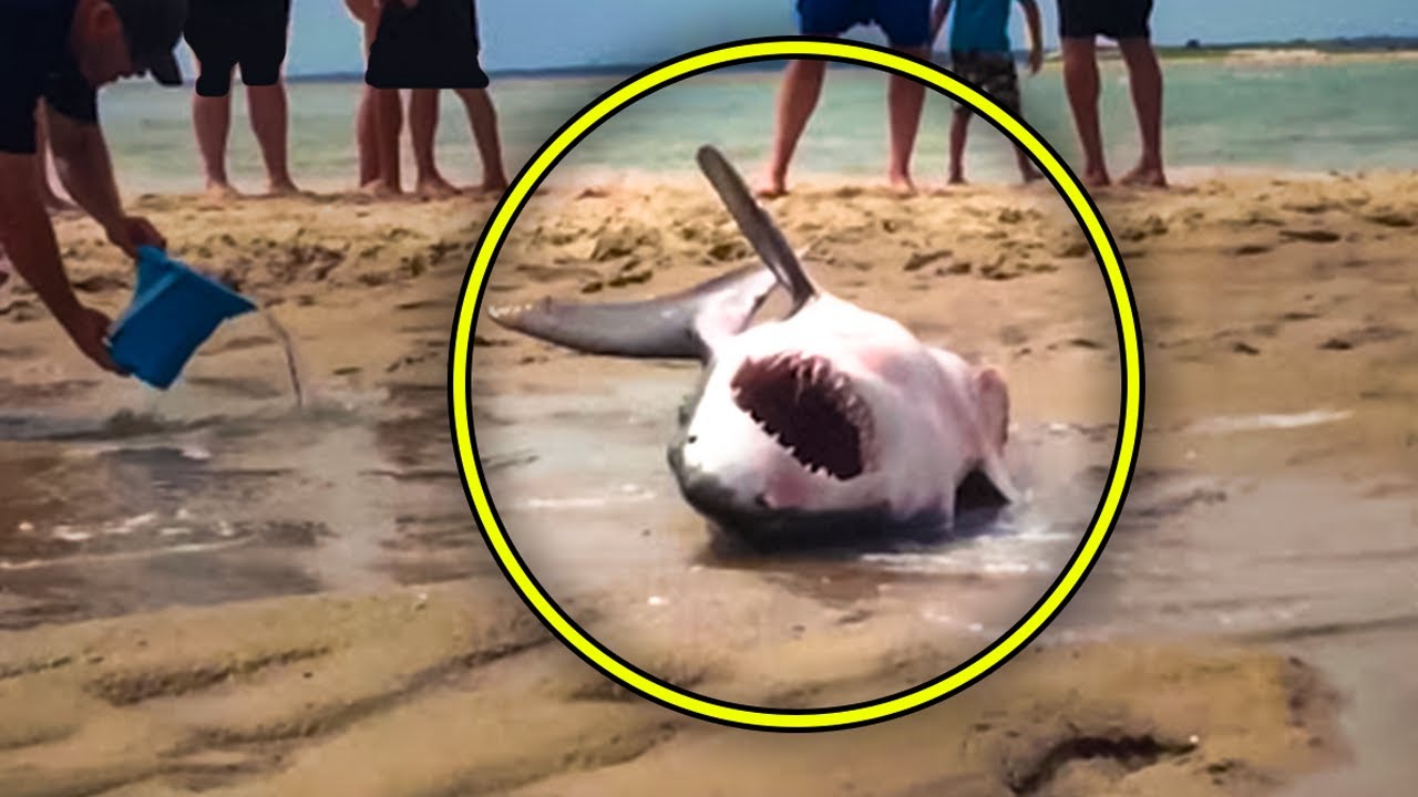 When This Great White Shark Got Stranded On A Beach, Rescuers Responded ...