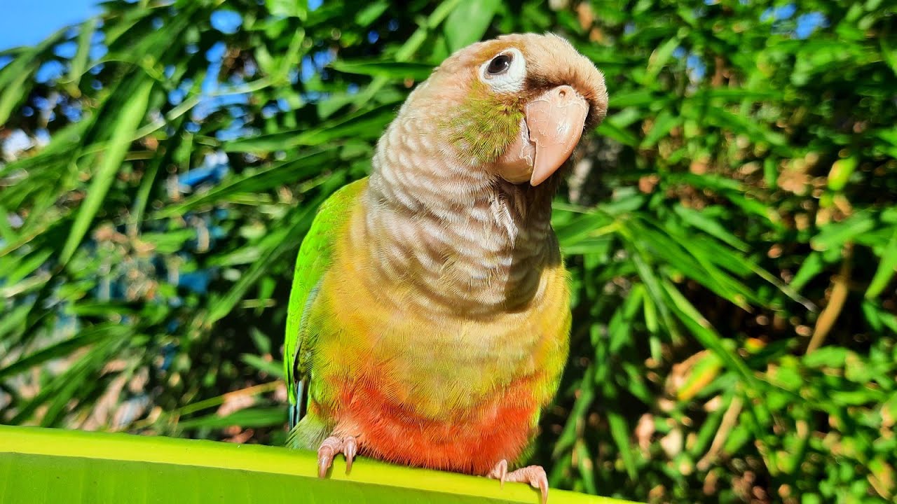 I sing to myself : Green cheek conure singing sounds 1 hour , funny ...