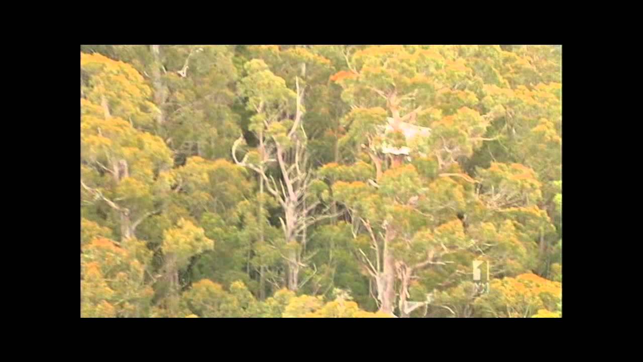 Observer tree 20111214 ABC coverage - YouTube