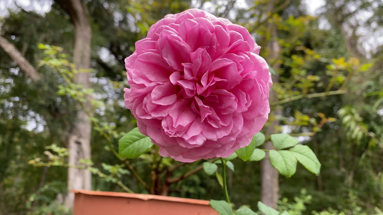 Rose - Princess Alexandra of Kent - YouTube