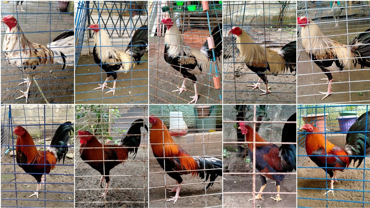 PAANO MAGBREED NG PANABONG NA MANOK SA MALIIT NAMING BAKURAN.. - YouTube