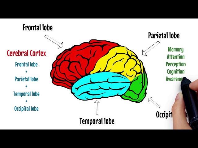 Cortex Cerebral Inchinn Development Of Cortical Folds In The Human