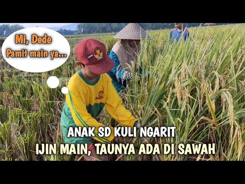 Dikira Main, Ternyata Bocil Kuli Ngarit di Sawah🤦