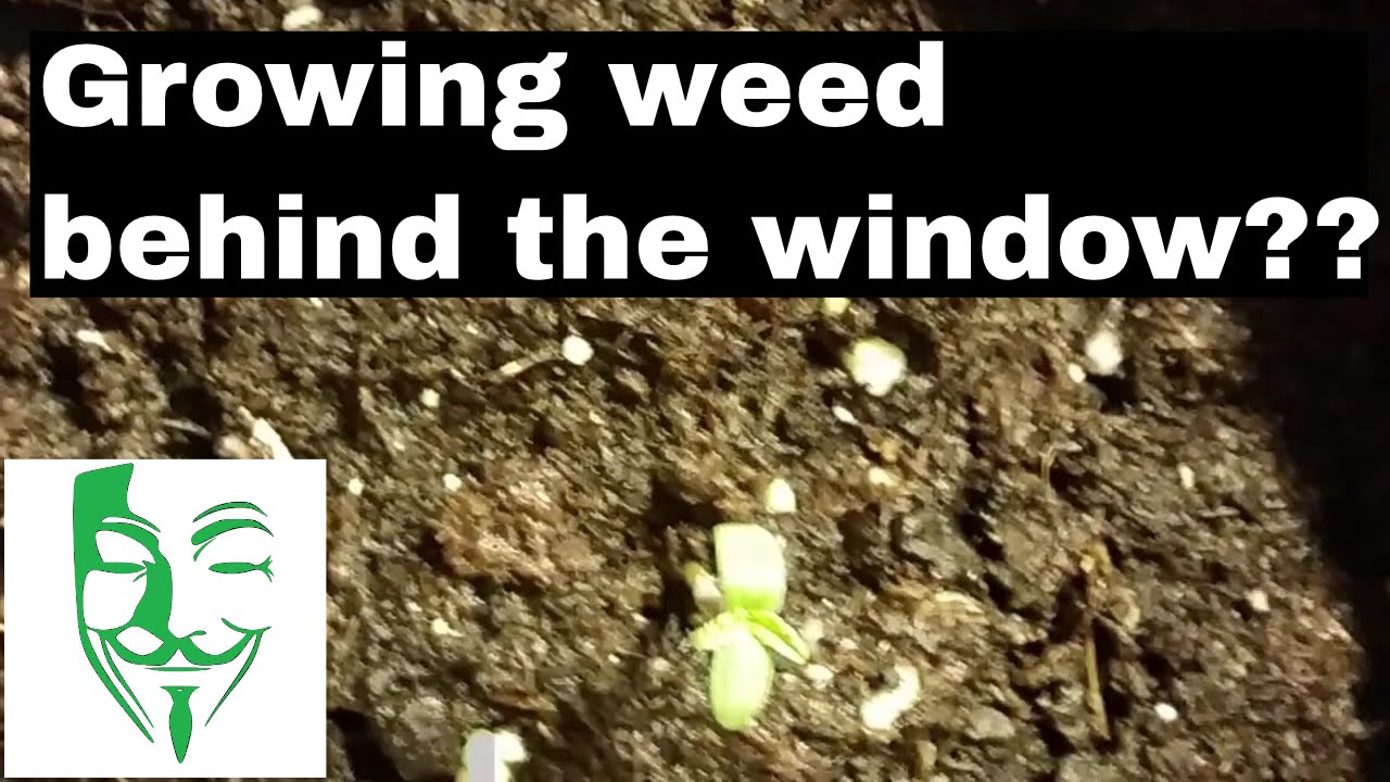 Can you grow weed behind the window in your room? - YouTube