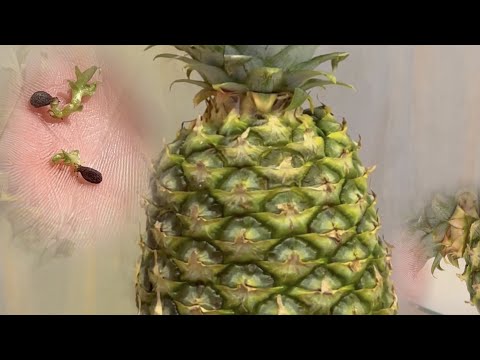 How Pineapple Plants Produce Seedlings
