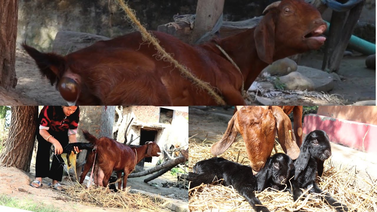 Goat giving birth to baby goats|Goat delivery time😱 ️| Kasturivolgs ...
