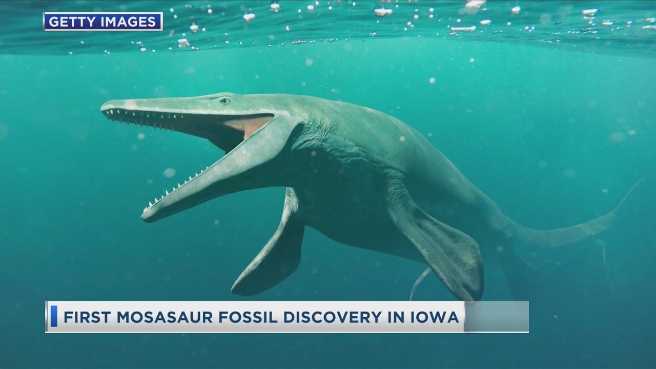 First Mosasaur Fossil Discovery In Iowa - YouTube