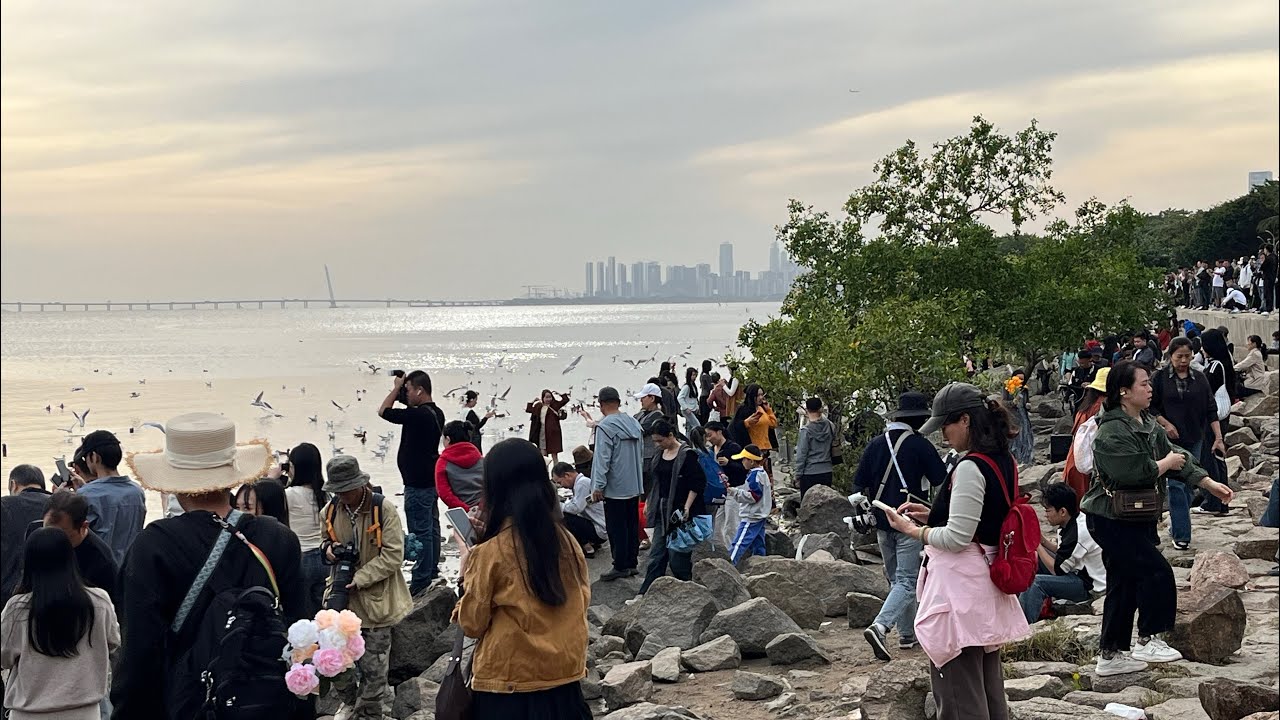 Shenzhen Bay in winter is half sea breeze and half warm sunshine - YouTube