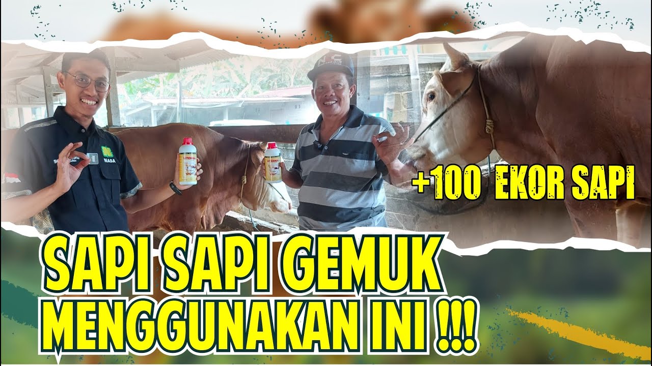 SAPI-SAPI GEMUK - MENGGUNAKAN INI??? SAPI QURBAN TEKNOLOGI NASA LUAR ...