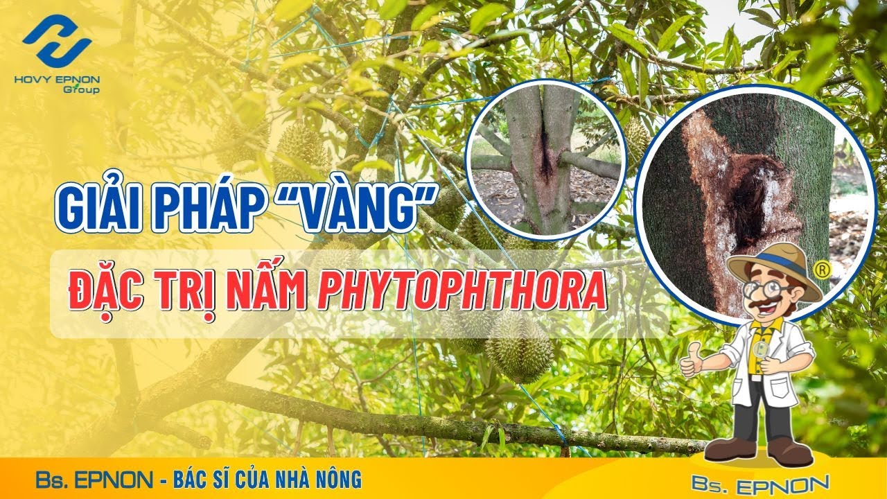 ĐẶC TRỊ NẤM PHYTOPHTHORA HIỆU QUẢ : Bộ đôi Epnon Metalaxyl + Epnon Phos ...