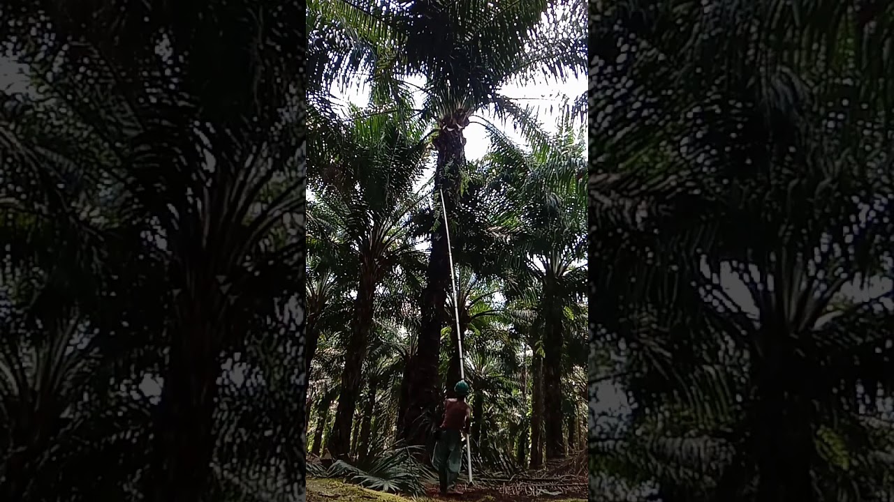 SAWIT POKOK TINGGI - YouTube