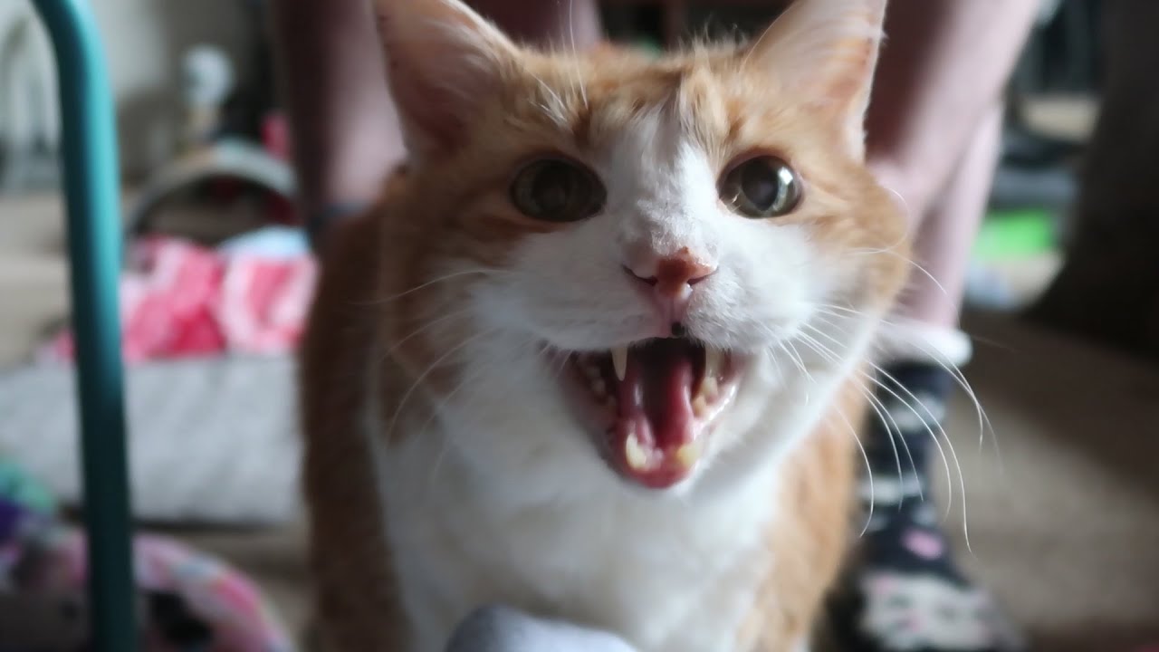 Meowing Cat Has A Booger - YouTube