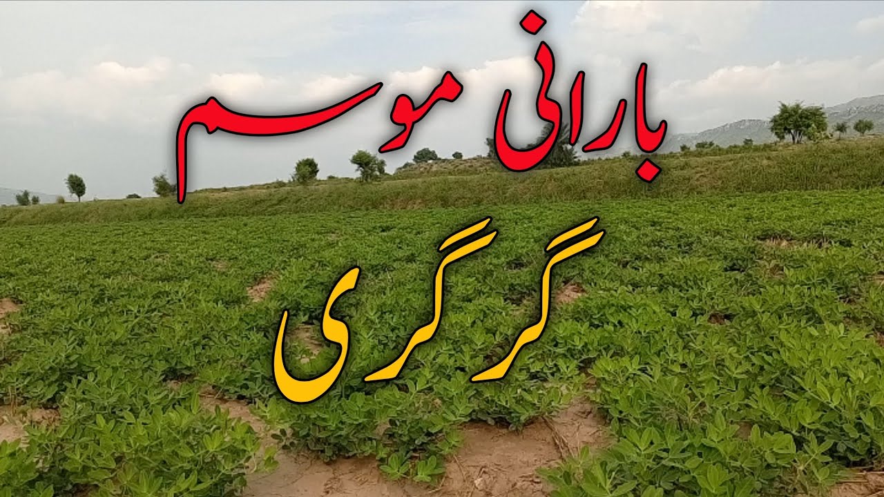 Gurguri village | Gurguri karak | Khyberpaktunkhwa - YouTube