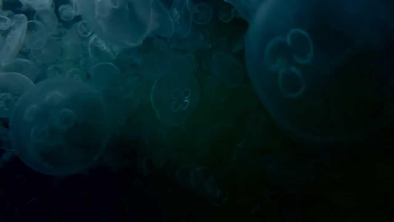 Thomas March & The Boy Collective - So Many Personalities - YouTube