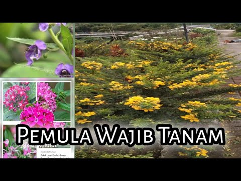 Tanaman RAJIN BERBUNGA Hampir Tanpa Jeda @Vegetasitrigona - YouTube