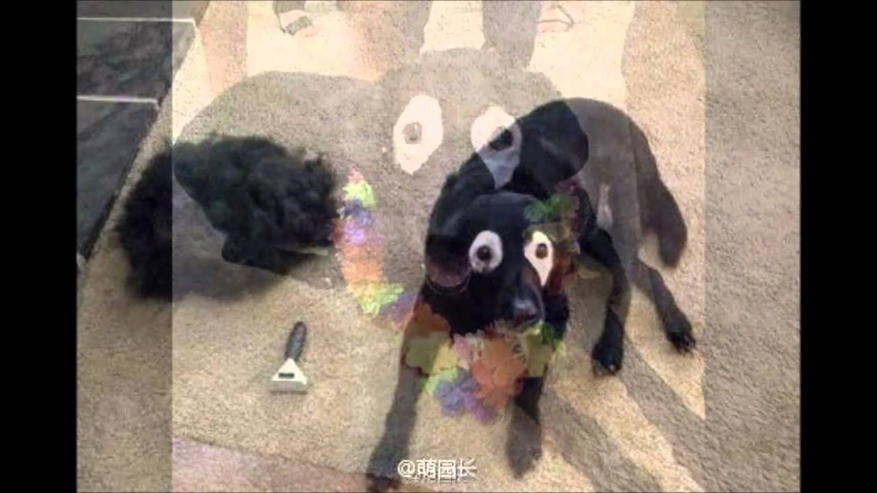 Cute Dogs Compilation 2015 Freak dog 2015 - YouTube