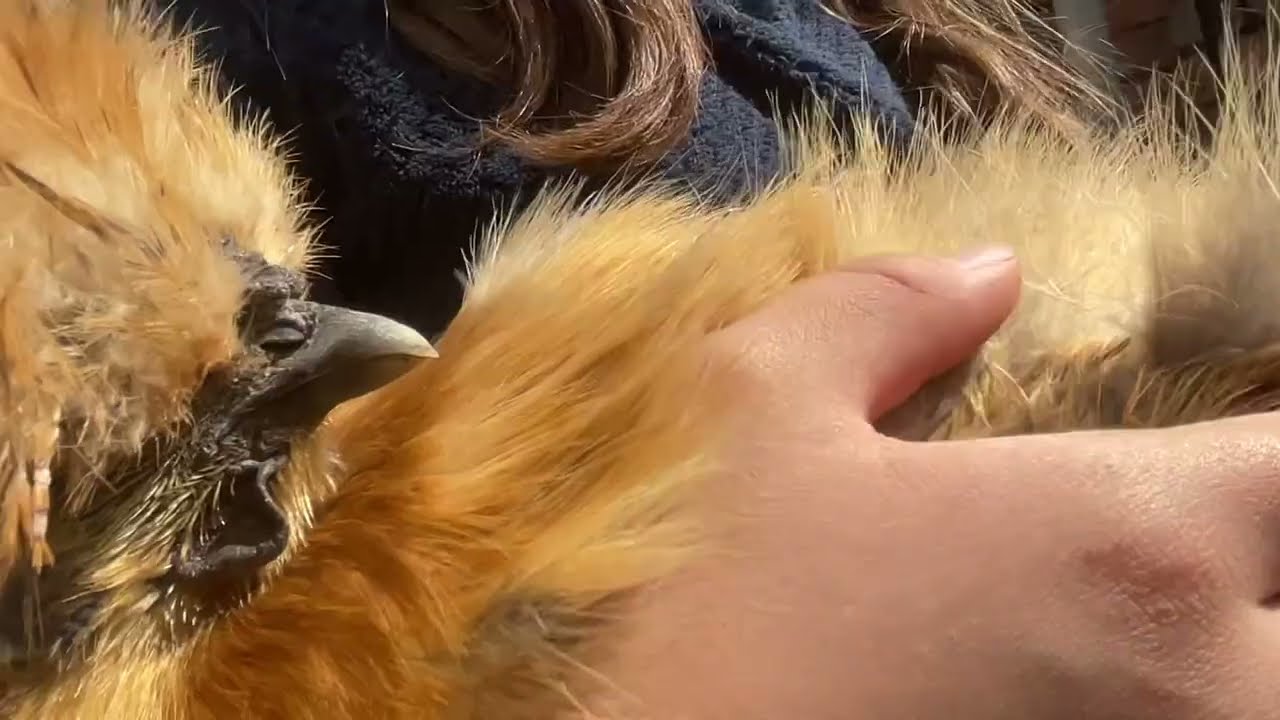 The new Silkies - YouTube