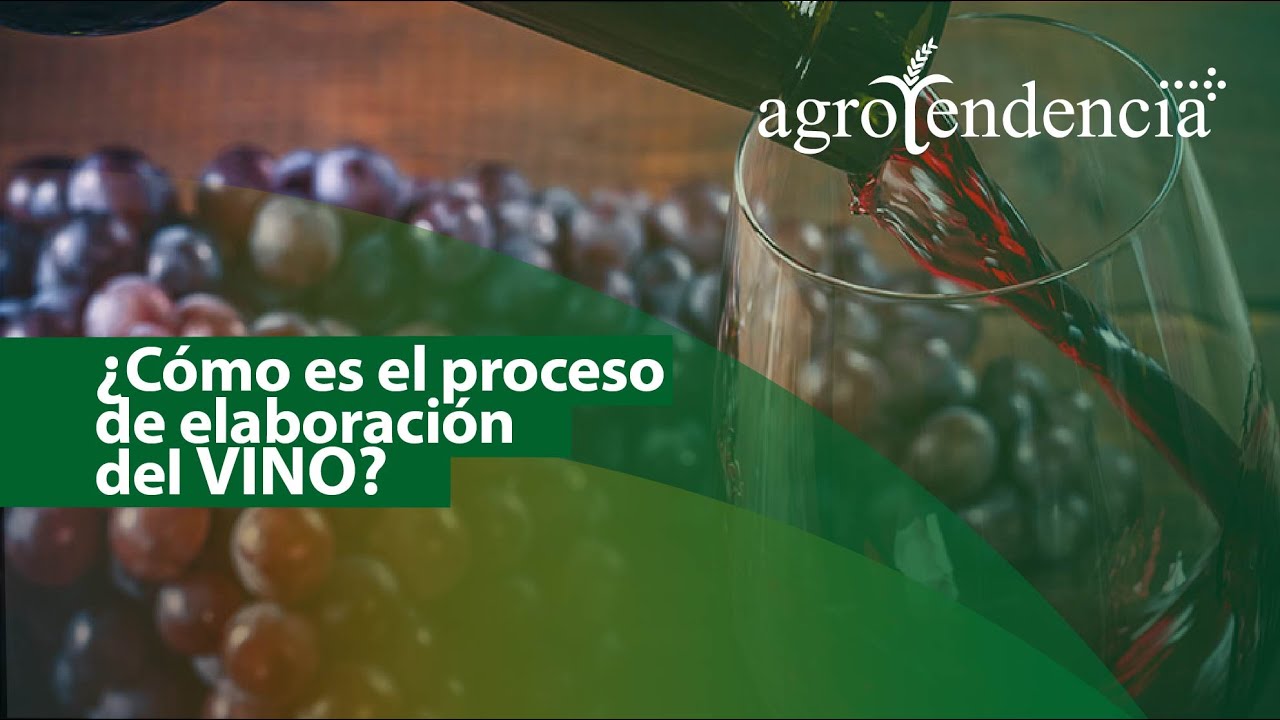 Producción de vino | ¿CÓMO SE PROCESAN LAS UVAS EN LA VINICULTURA ...