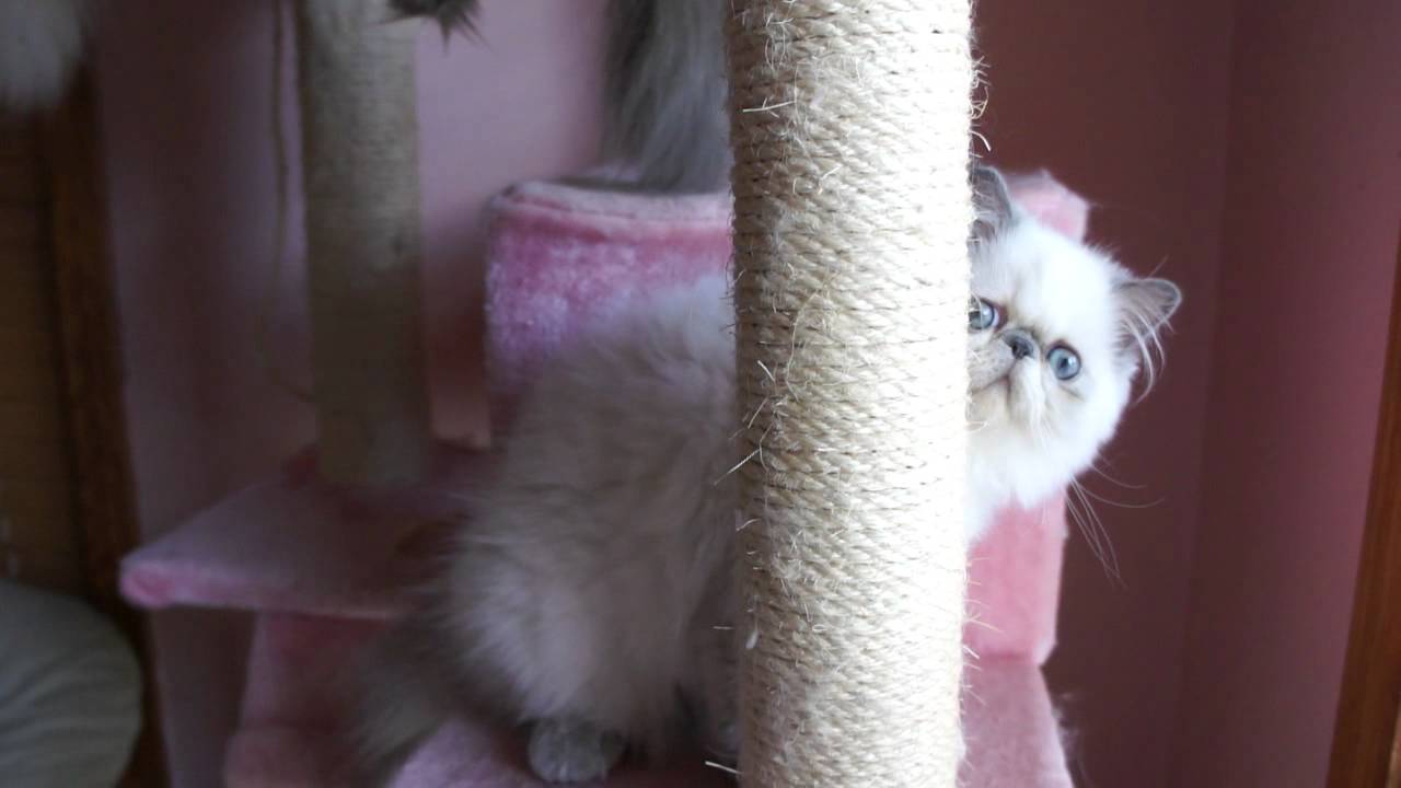 Himalayan kitten girl Dasha 4 month old from Fluffy Charm - YouTube