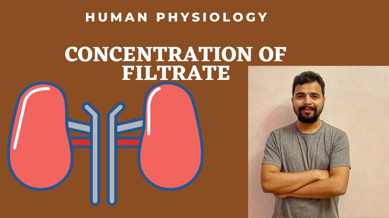 Concentration Of Filtrate ||Countercurrent mechanism|| Biology - YouTube
