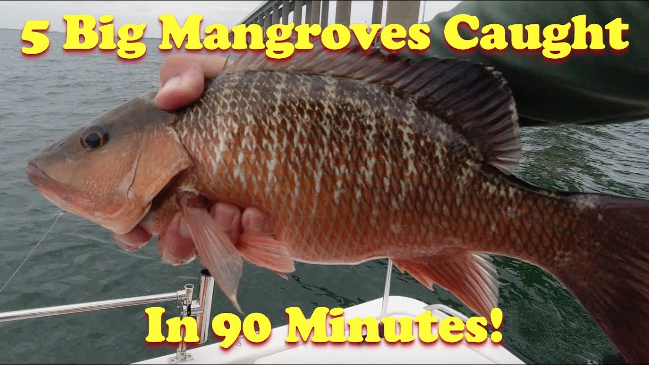 How to Catch Big Mangrove Snappers using live bait with simple & easy ...