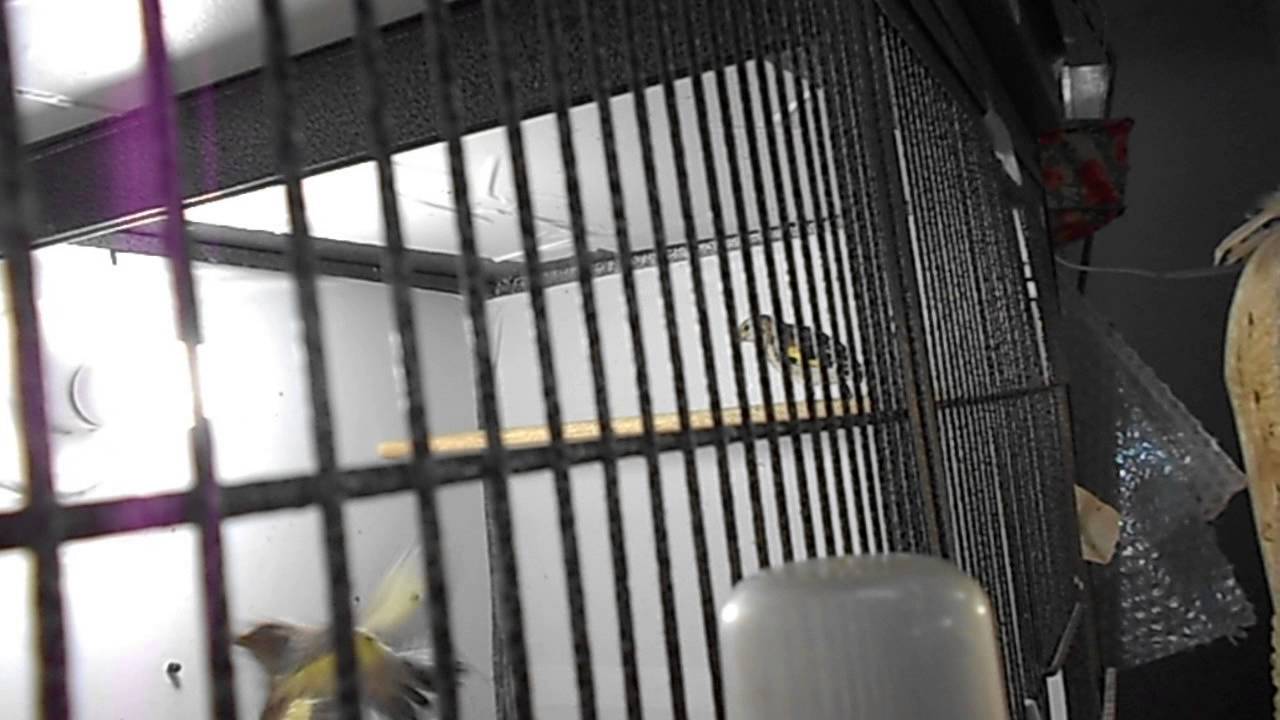 2014 goldfinch mutations breeding season result/molting..Elevage de ...
