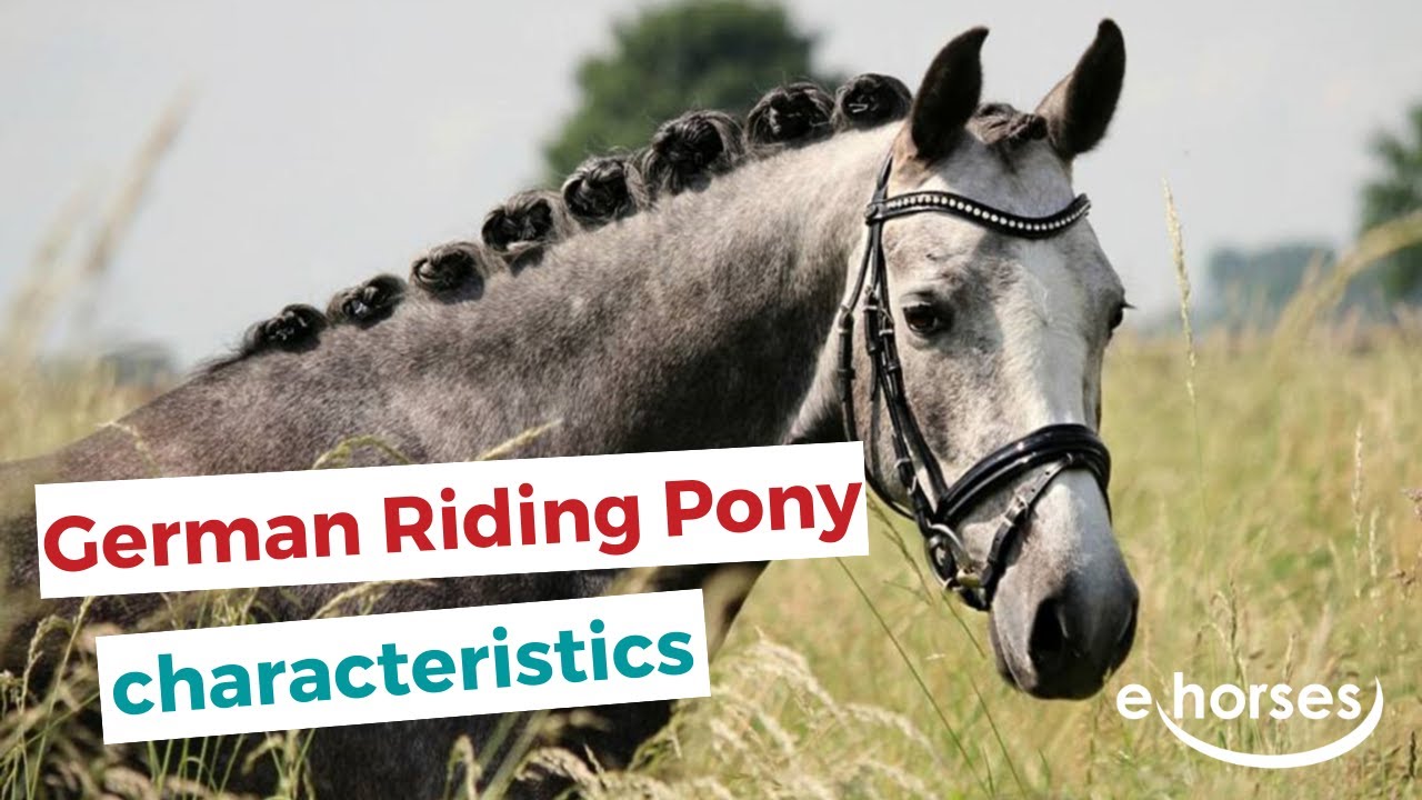 German Riding Pony | characteristics, origin & disciplines - YouTube