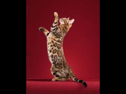 Bengal Cat 😹😹 | Le Chat Bengal | Petit "léopard" | Le Félin qui Aime se ...